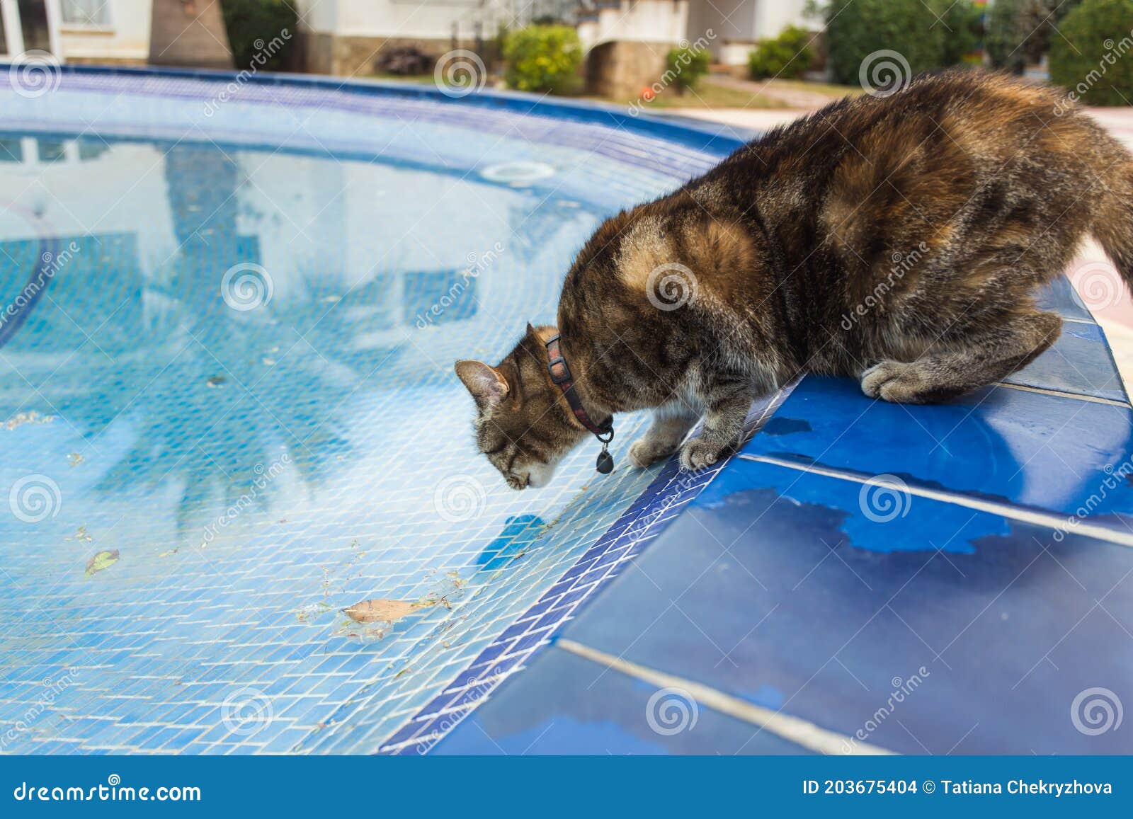 Cute Cat Drinking Water from Swimming Pool Stock Photo - Image of ...