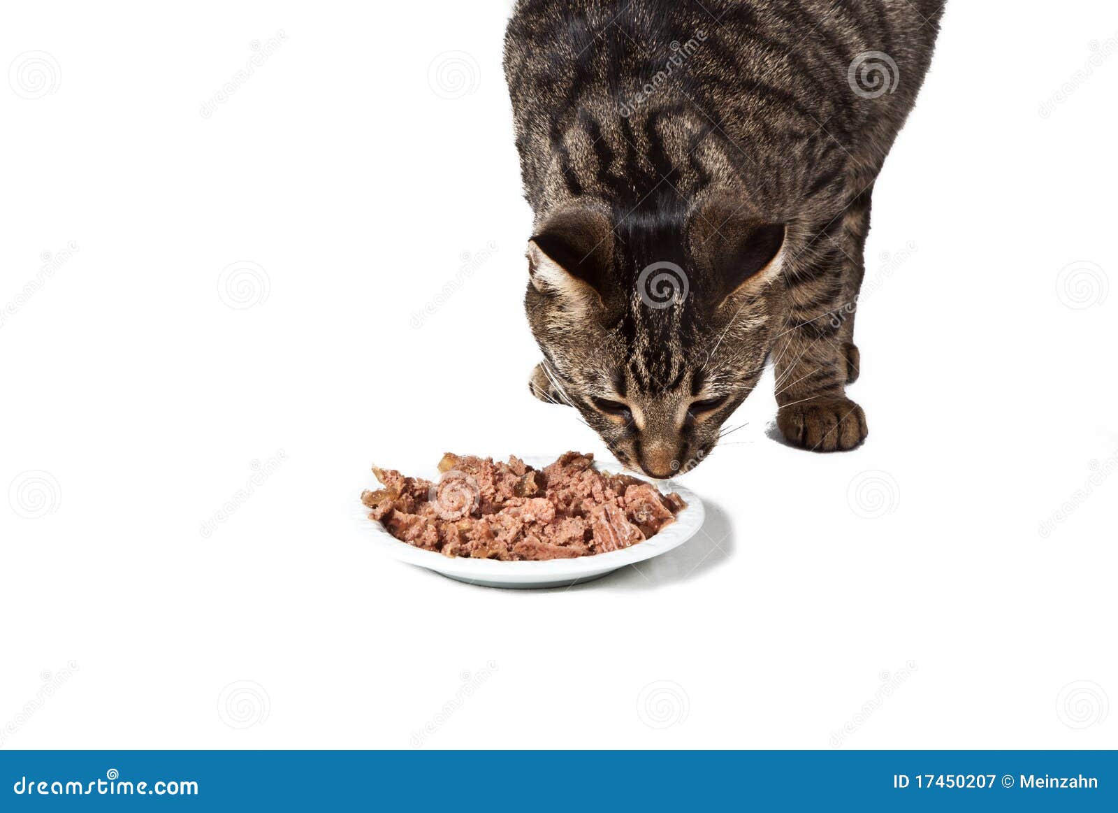Cute cat eating stock image. Image of home, green, color - 17450207