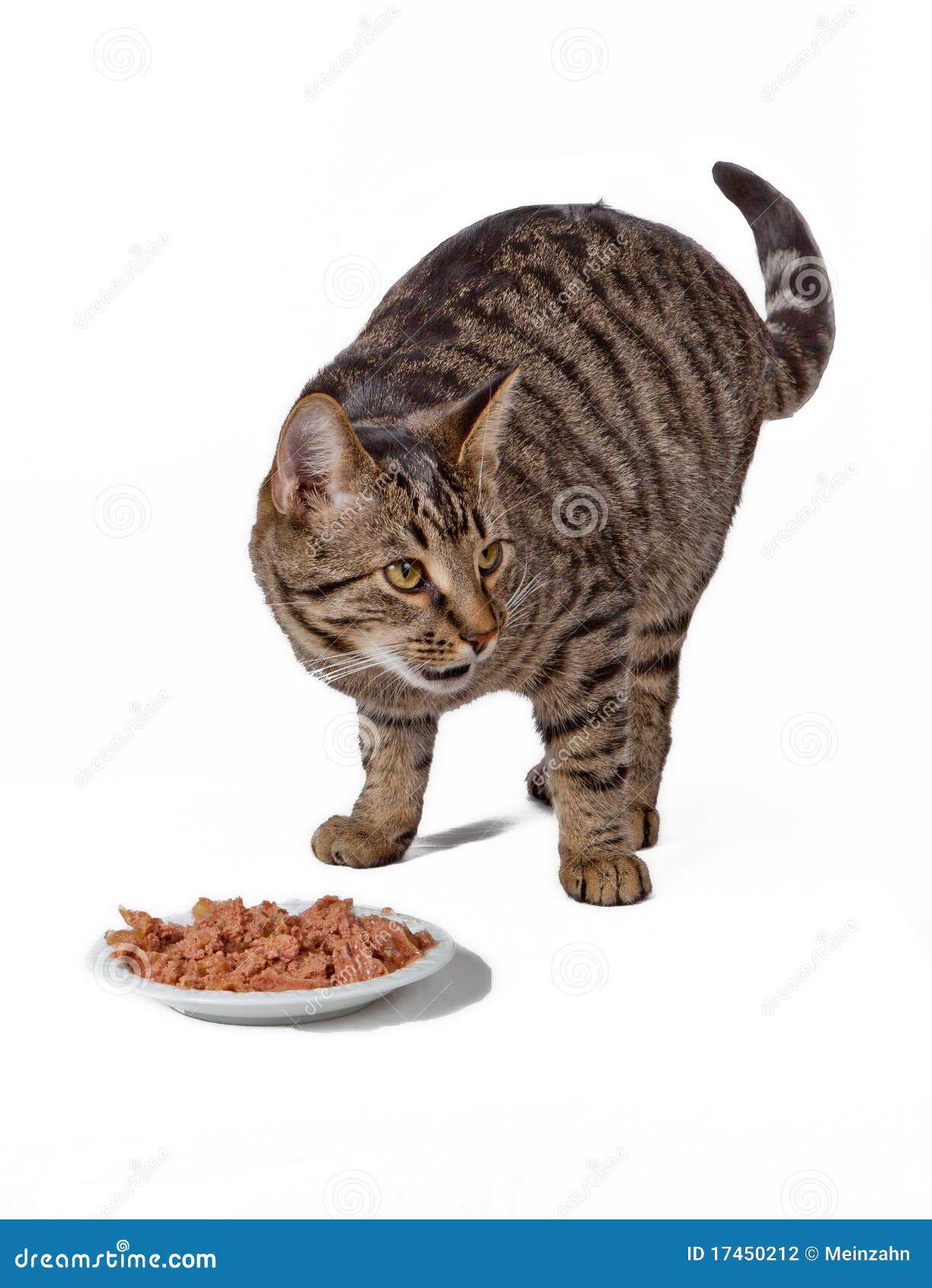 Cute cat eating stock photo. Image of fluffy, home, head - 17450212