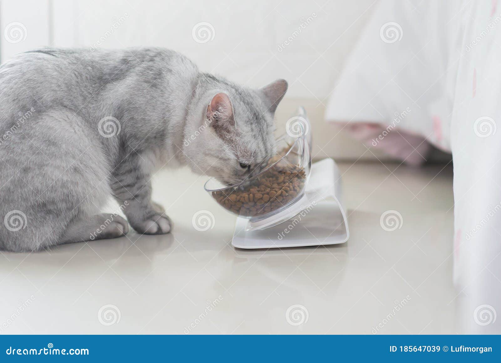 Cat Eating from Bowl on Floor Stock Image - Image of animal, plate ...