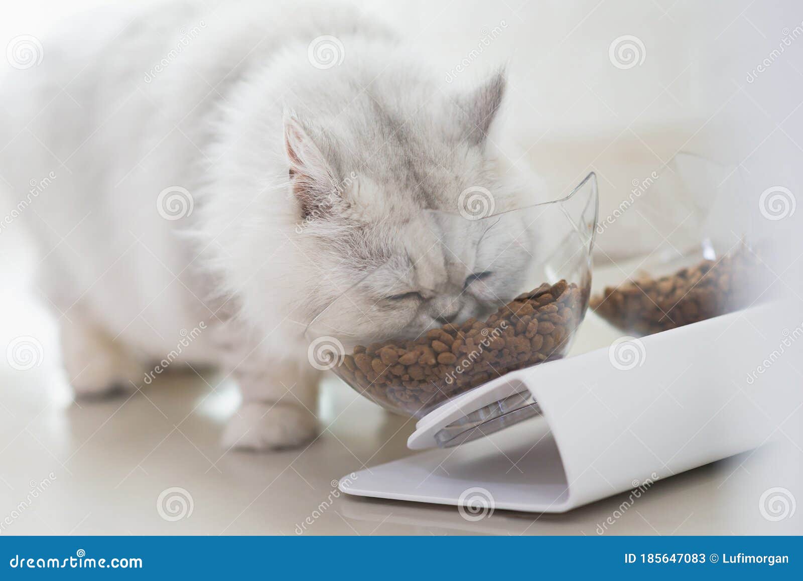 Cat Eating from Bowl on Floor Stock Image - Image of food, plate: 185647083