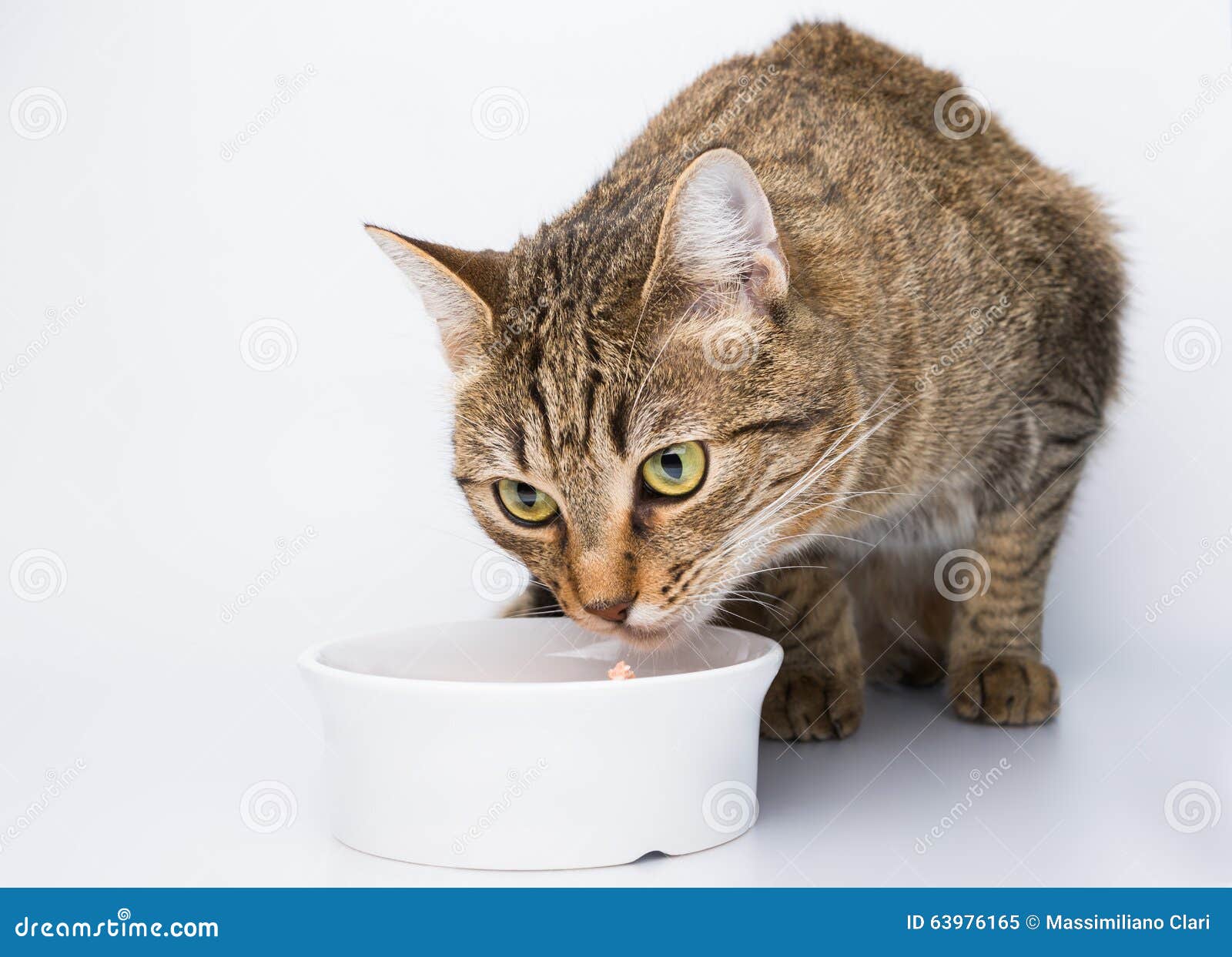 The cute cat eating stock image. Image of lovely, hungry - 63976165