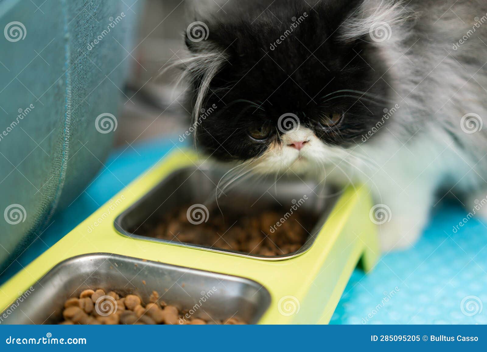 Cute Cat Eating on Floor at Home. Stock Image - Image of kitty ...
