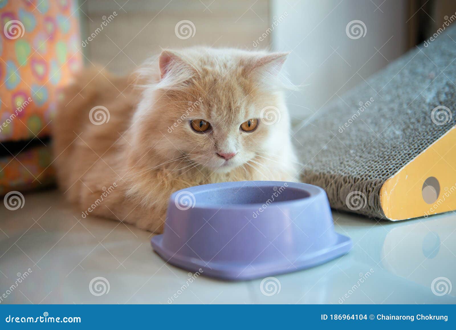 Cute Cat with with Empty Cat Food Dish Stock Photo - Image of cute ...