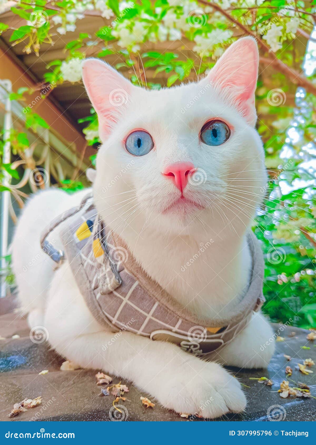 Cute Cat Enjoying Himself at Home Stock Photo - Image of playful ...