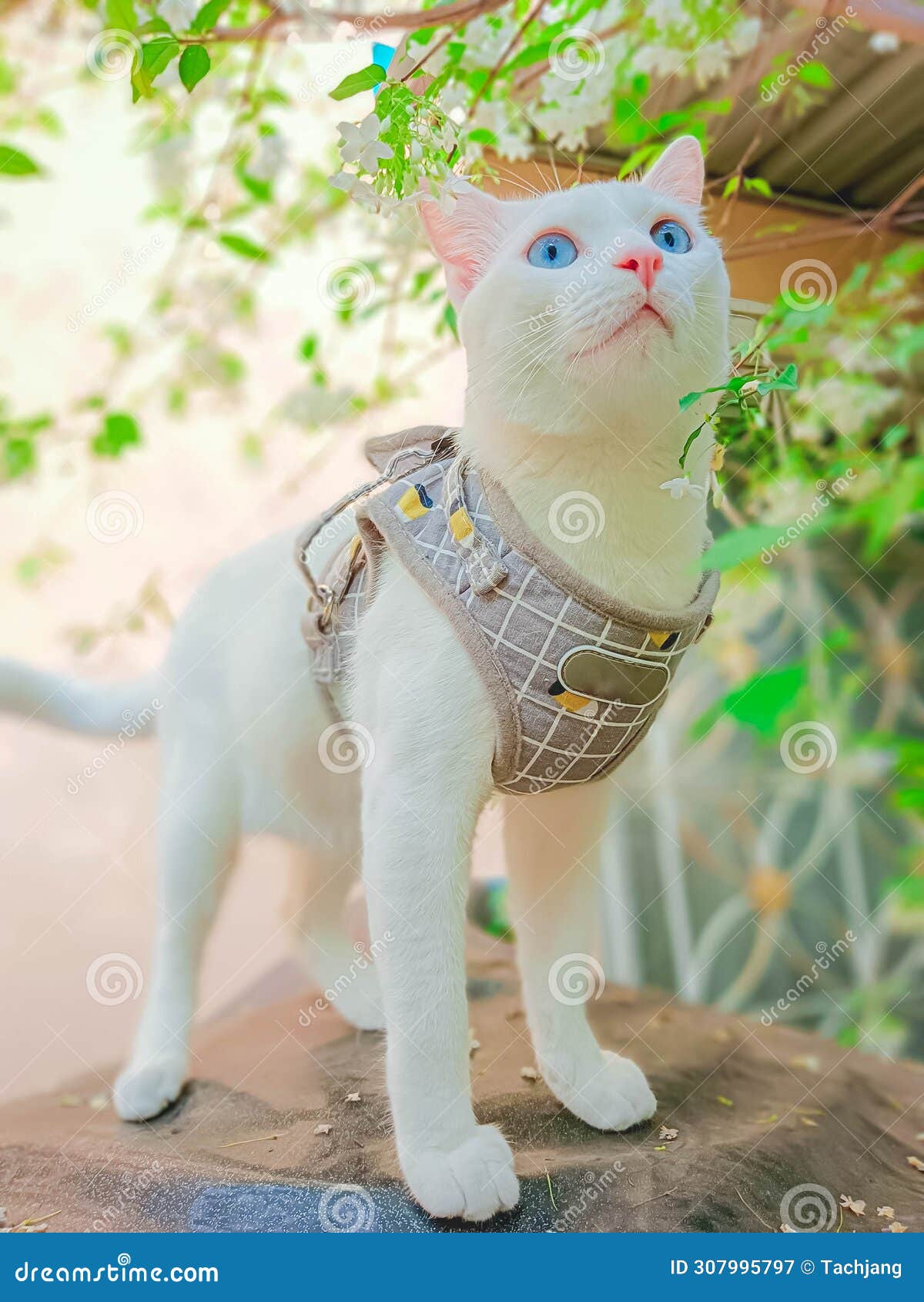 Cute Cat Enjoying Himself at Home Stock Image - Image of green, nature ...