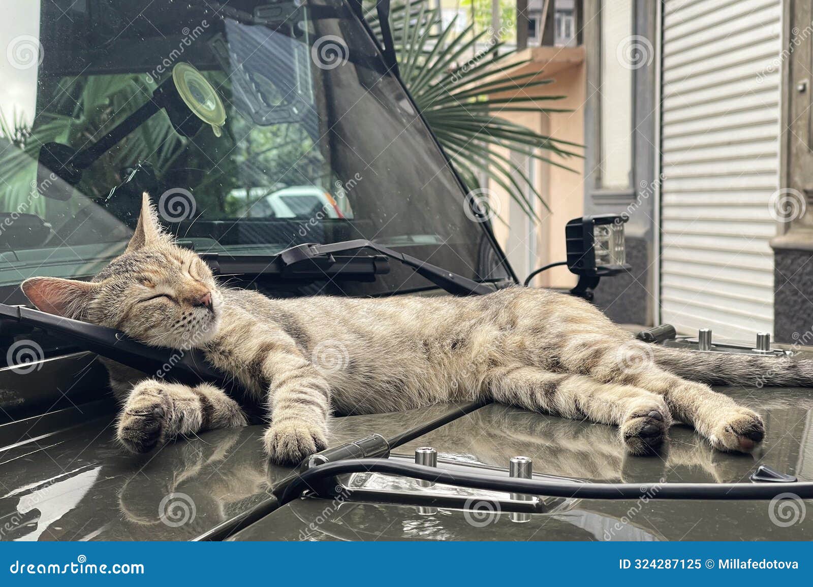 Cute Cat Enjoying Himself Outdoors Stock Image - Image of beautiful ...