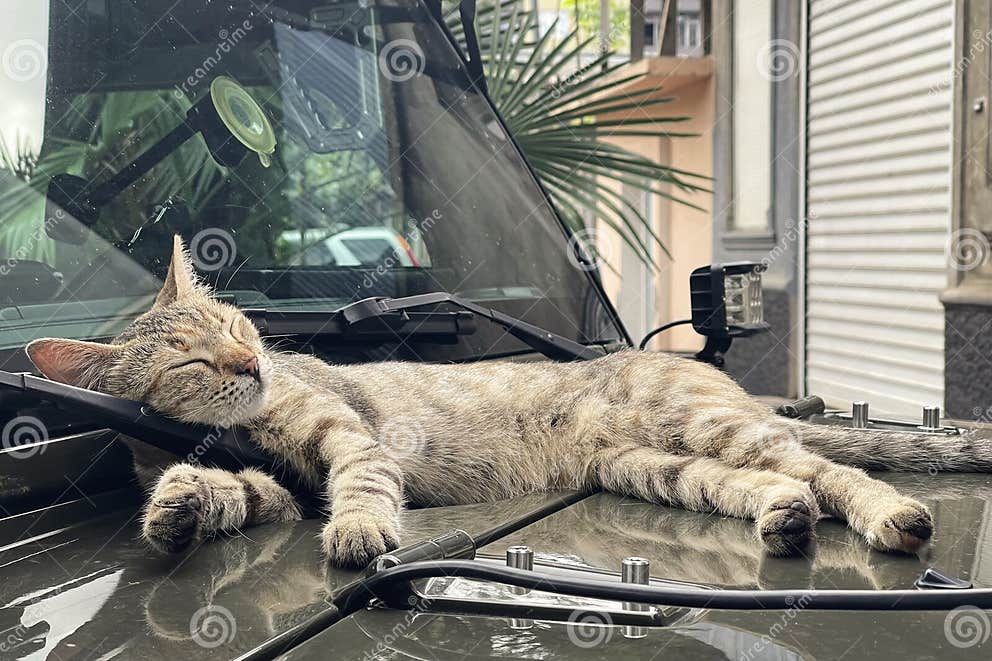 Cute Cat Enjoying Himself Outdoors Stock Image - Image of beautiful ...