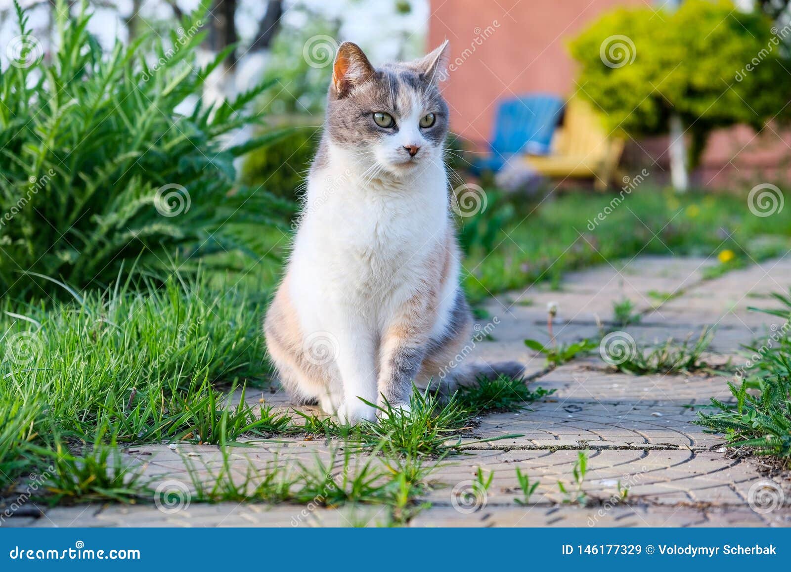 Cute Cat Enjoying Himself Outdoors. the Three-cat Stock Image - Image ...