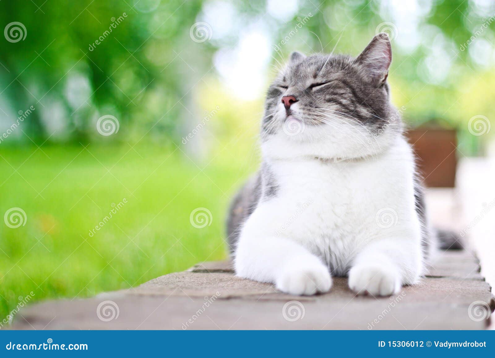 Cute cat enjoying his life stock photo. Image of meadow - 15306012