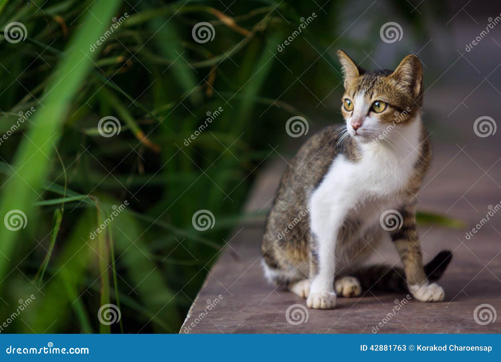 Cute cat stock image. Image of enjoying, cute, life, kitty - 42881763