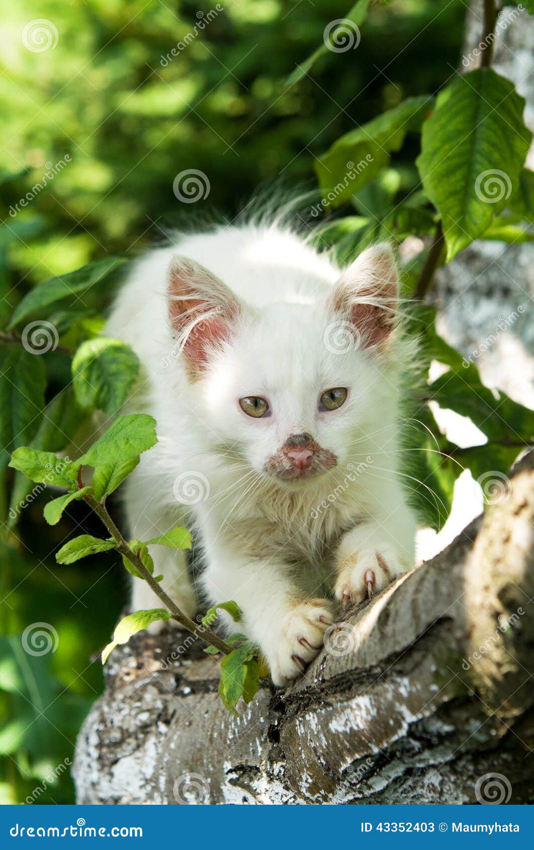 Cute cat enjoying his life stock image. Image of domestic - 43352403