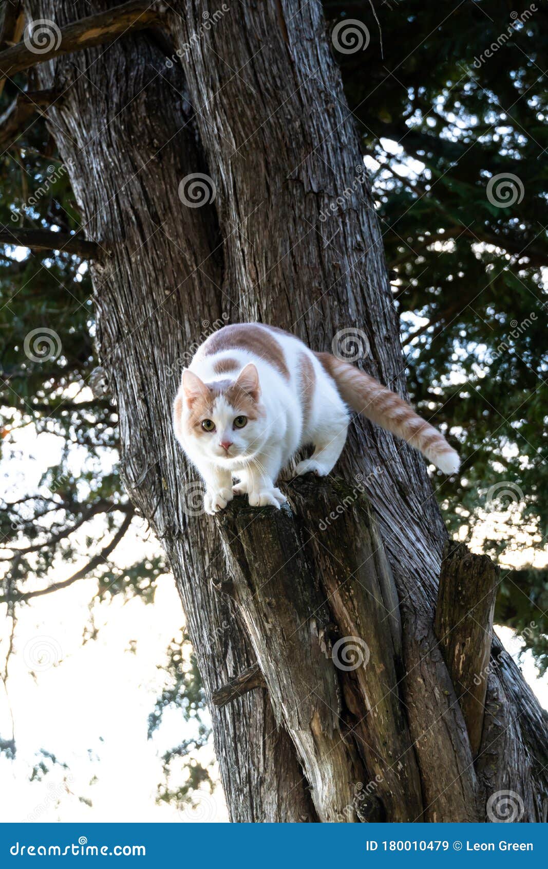Cute Cat Up in a Tree stock image. Image of domestic - 180010479