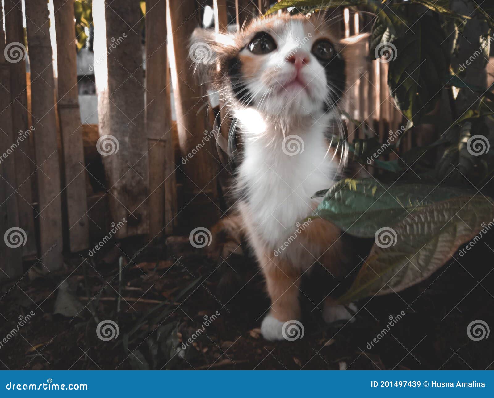 Cute Cat Exploring the Yard Stock Image - Image of exploring, kitten ...