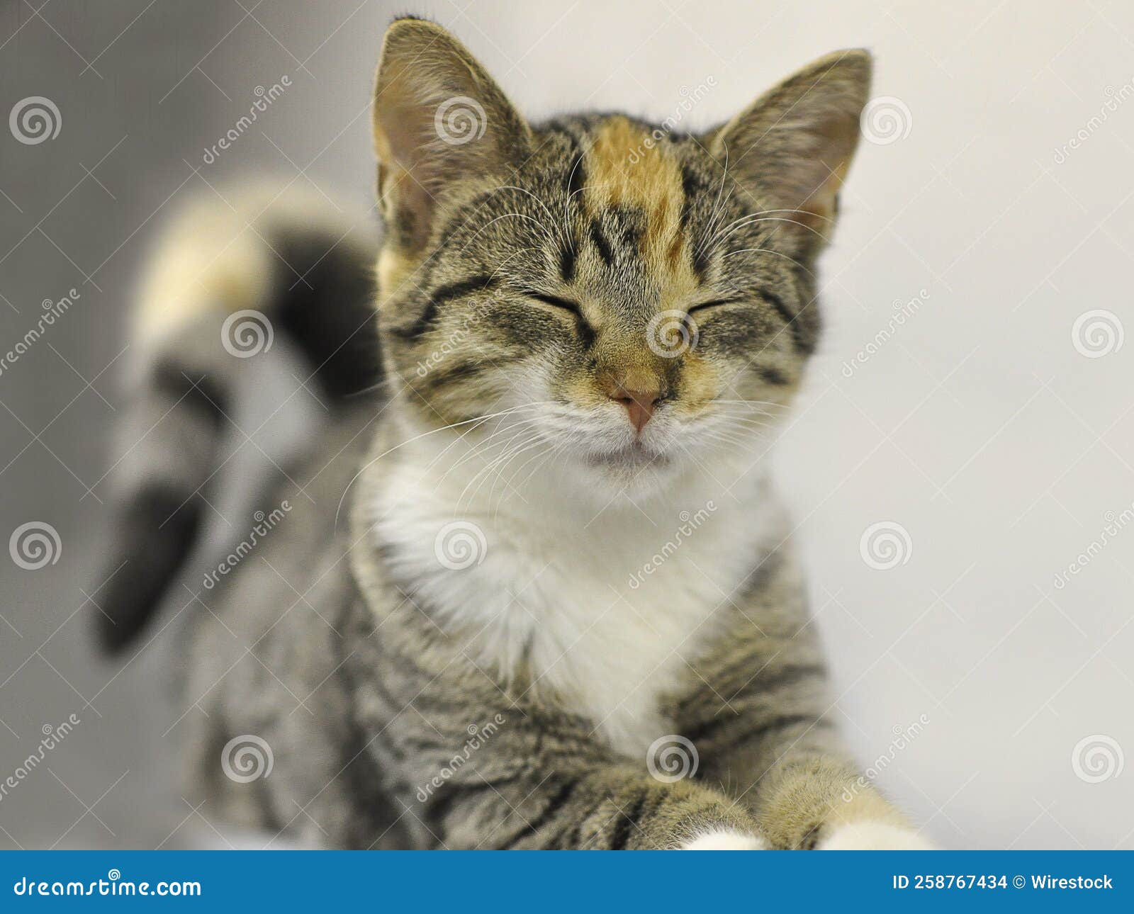 Cute Cat with Eyes Closed in a Blur Stock Photo - Image of hairy, sight ...
