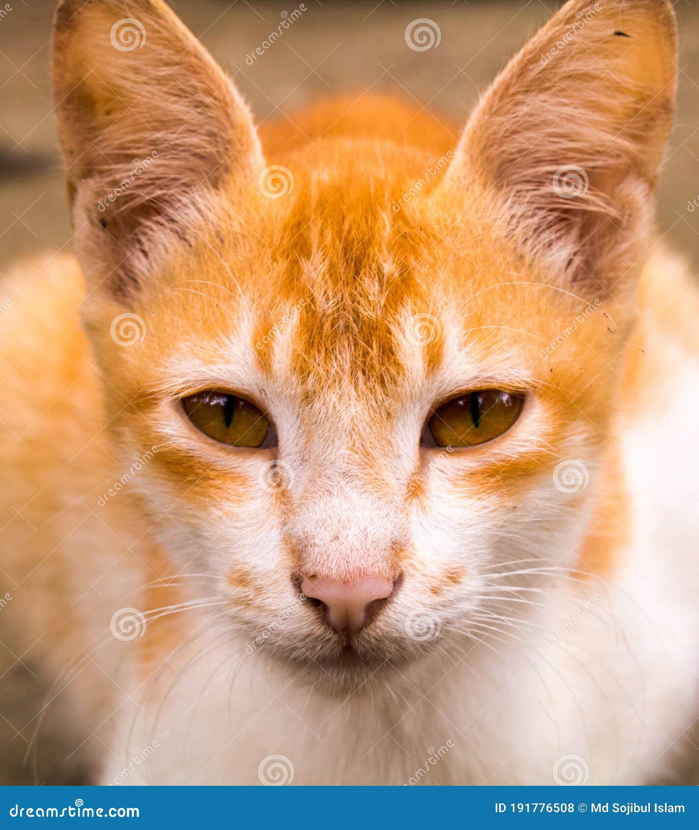 A cute cat see her front. stock photo. Image of look - 191776508
