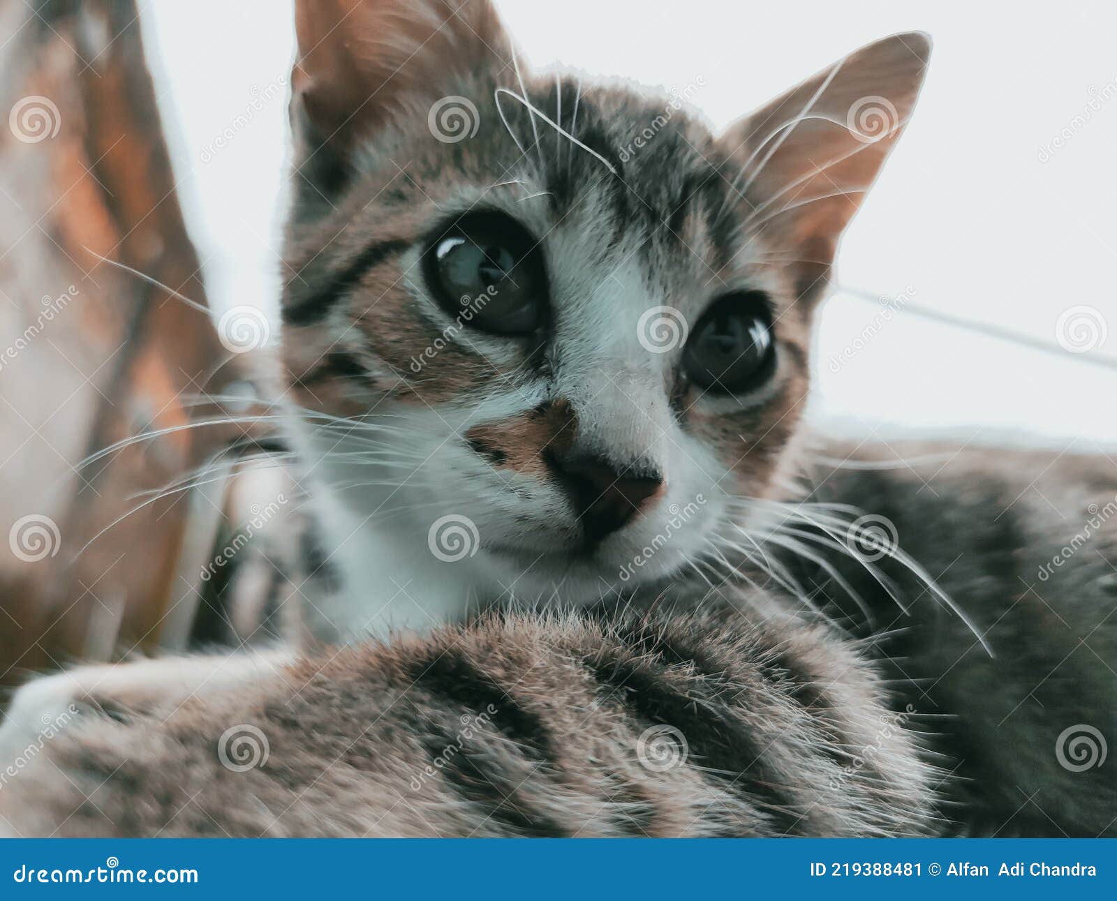 Cute cat face stock image. Image of carnivore, wildcat - 219388481