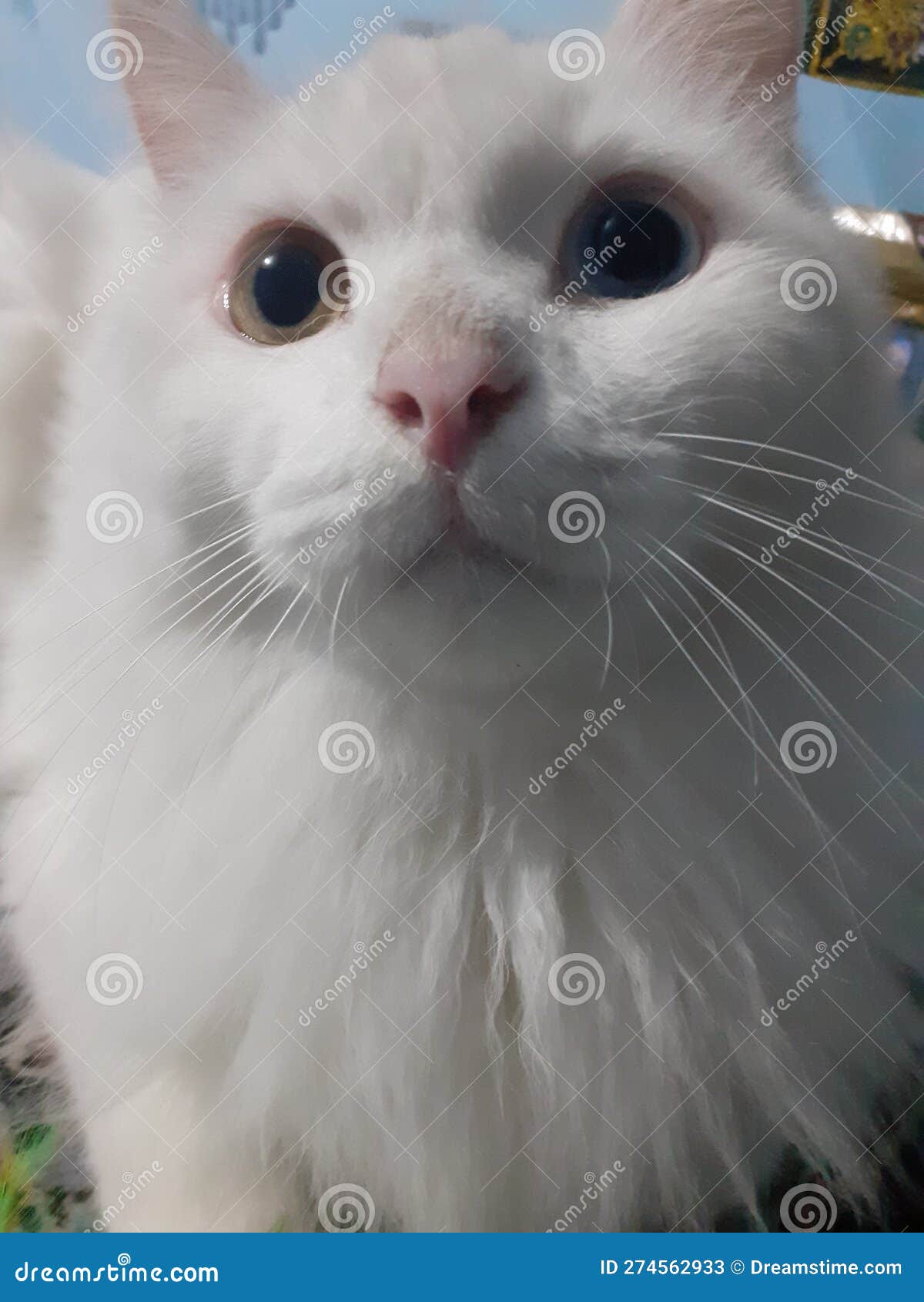Cute Cat Face Looking at Camera Stock Image - Image of looking, cute ...