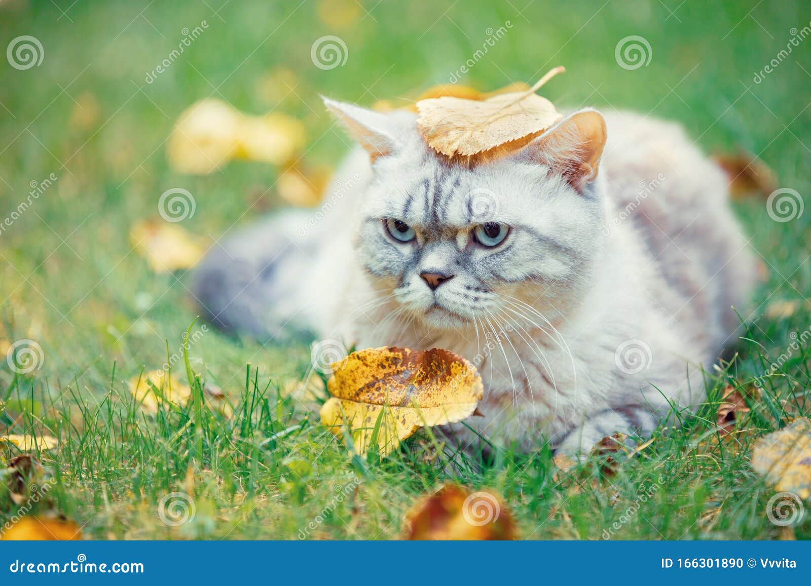 Cute Cat with a Fallen Leaf on Its Head is Lying on the Grass Stock ...