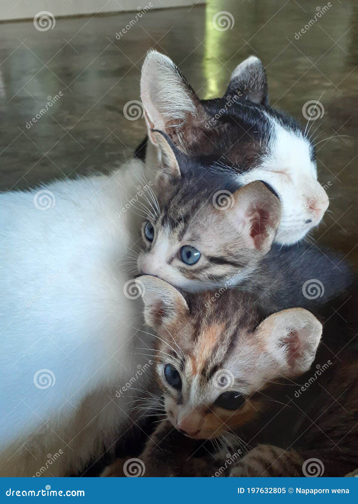 Cute cat family stock image. Image of skin, animal, mammal - 197632805