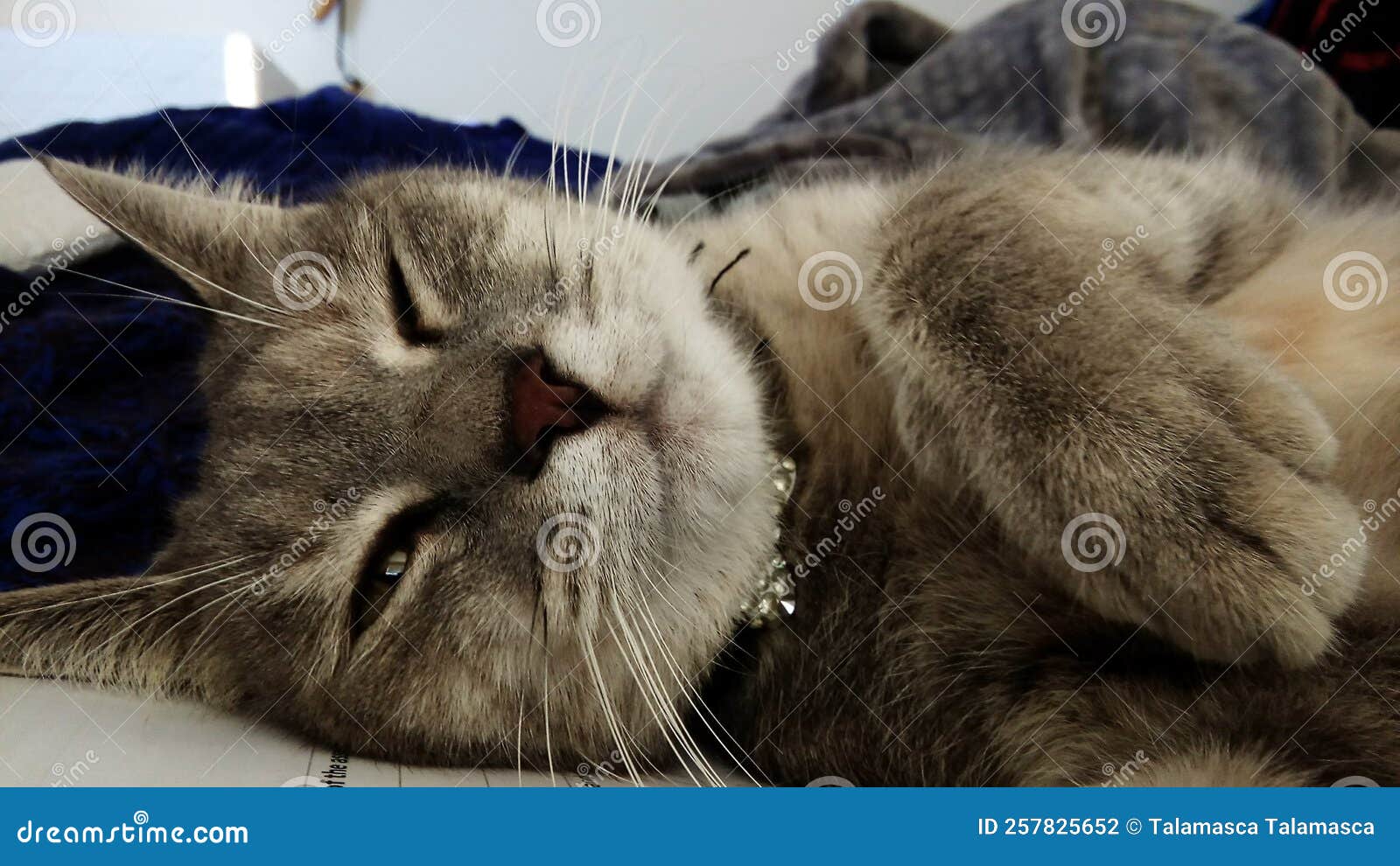 Cute Cat, Feline, Catlovers, Moggies, Stock Photo - Image of catlovers ...