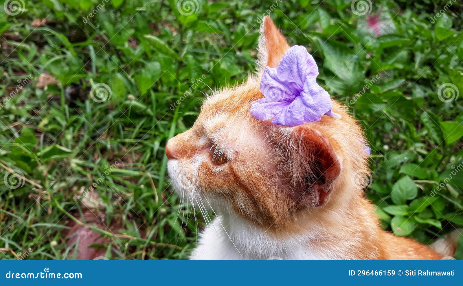 Cute cat with flowers stock image. Image of wildlife - 296466159
