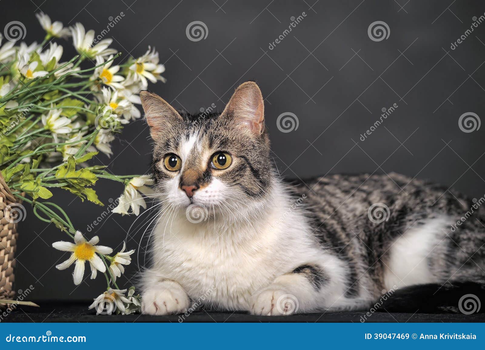 Cute cat and flowers stock image. Image of feline, flowers - 39047469
