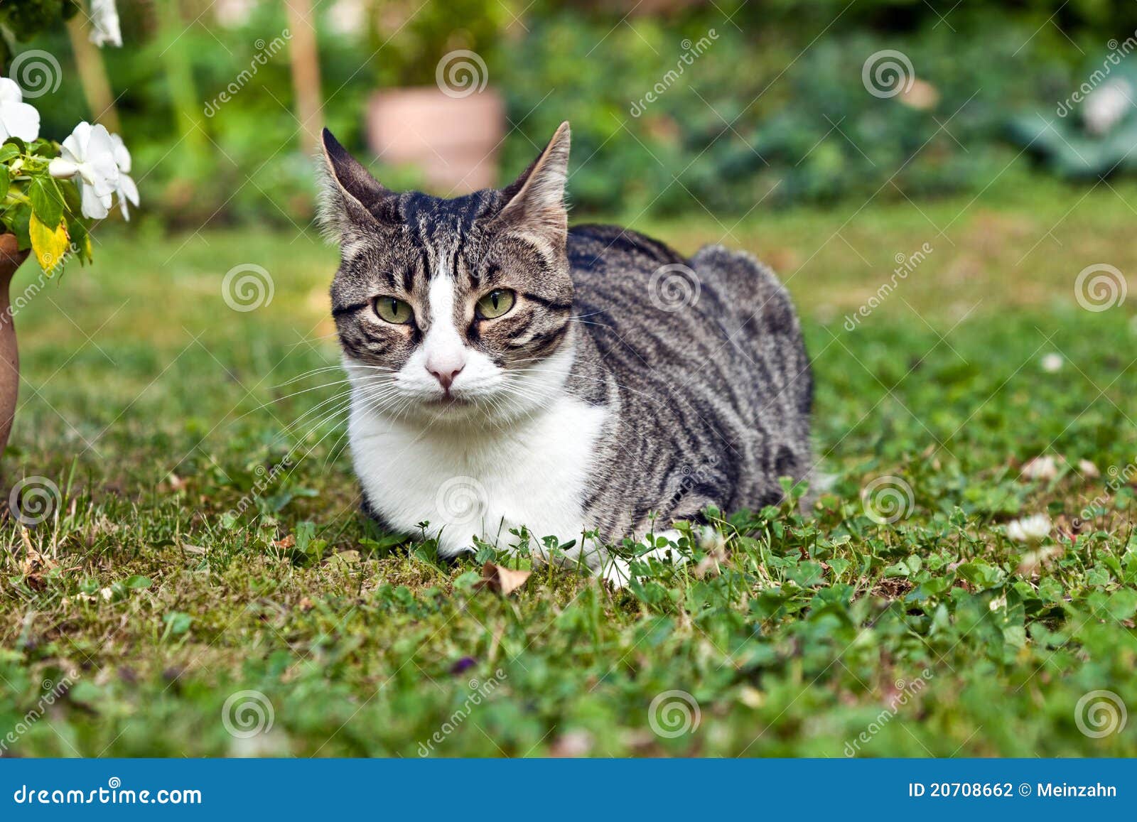 Cute cat in the garden stock photo. Image of grass, face - 20708662
