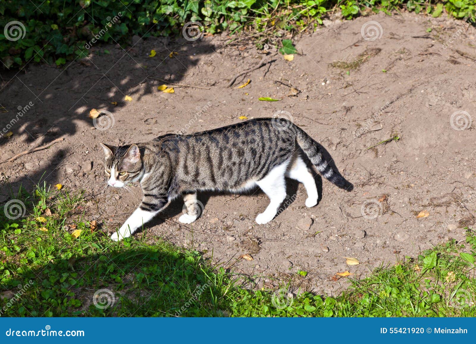Cute cat in the garden stock photo. Image of grass, green - 55421920