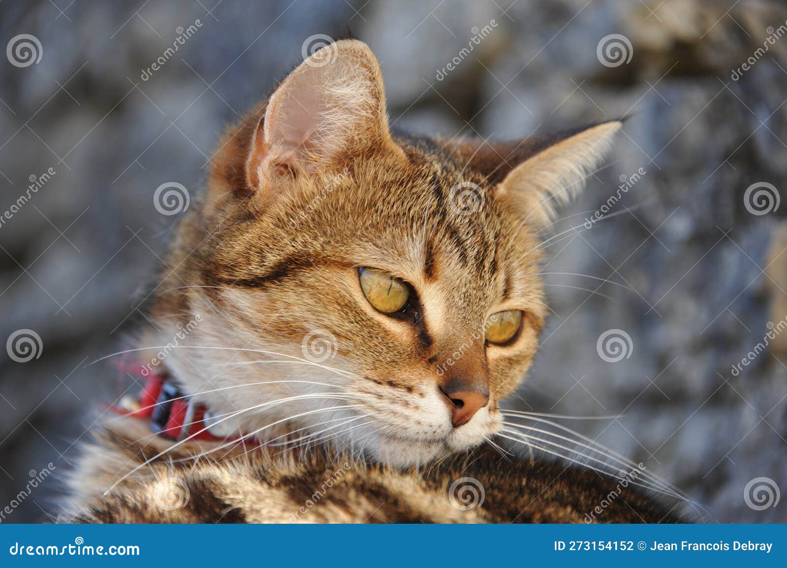 Cute cat gaze stock photo. Image of whiskers, nose, wildlife - 273154152