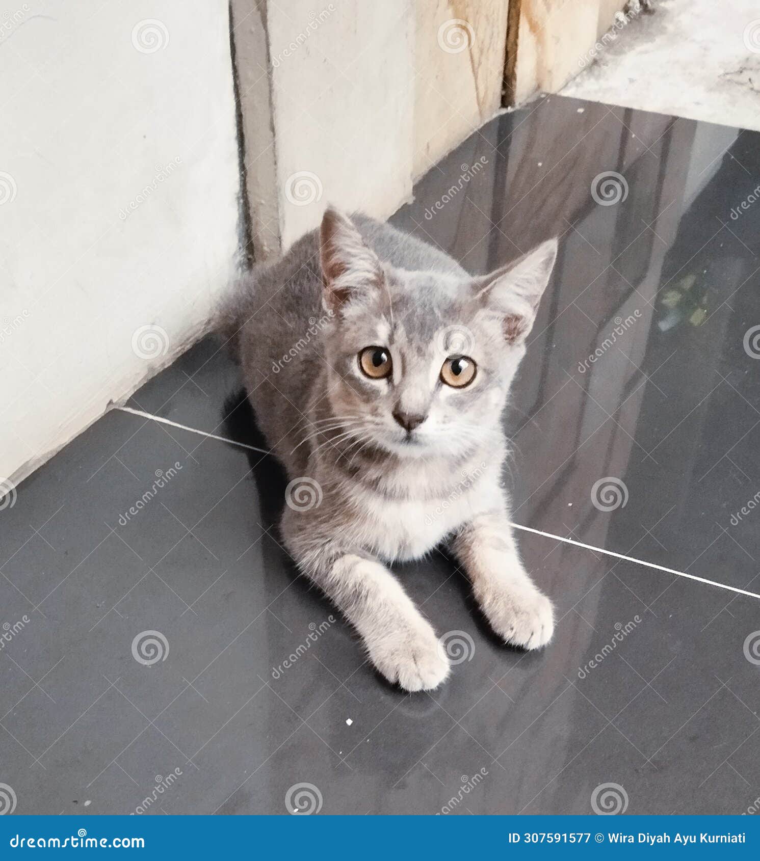 A Cute Cat is Gazing Intently Stock Image - Image of cute, intently ...