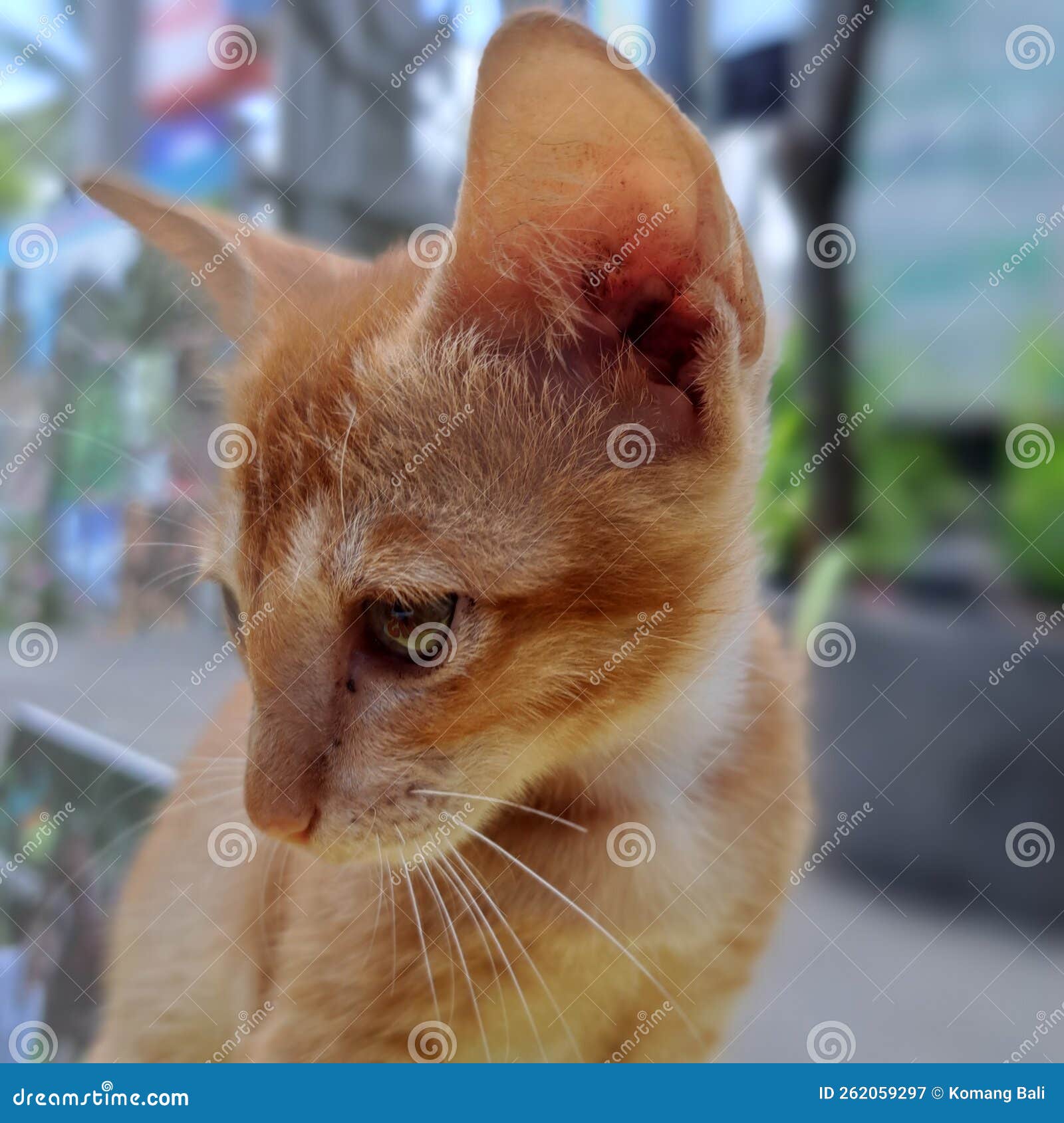 Cute Cat Getting on Her Face Wait for Feeds Stock Image - Image of wait ...