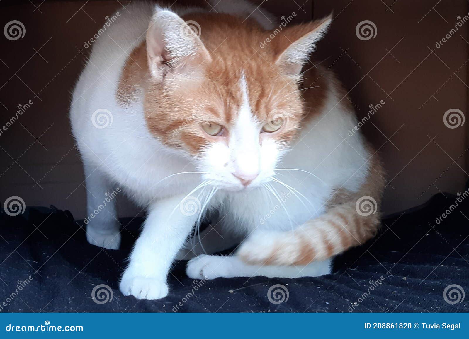A Cute Cat Getting Out of the Box Stock Photo - Image of cute: 208861820