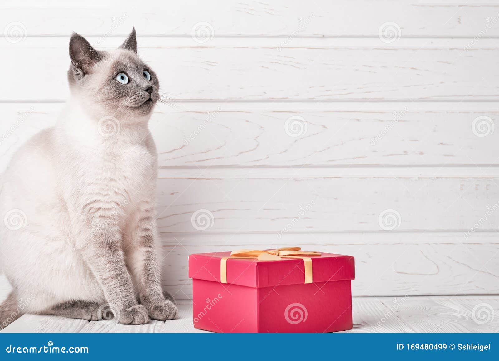 Cute Cat and Gift Box with Copy Space: Gift Giving Concept Stock Image ...