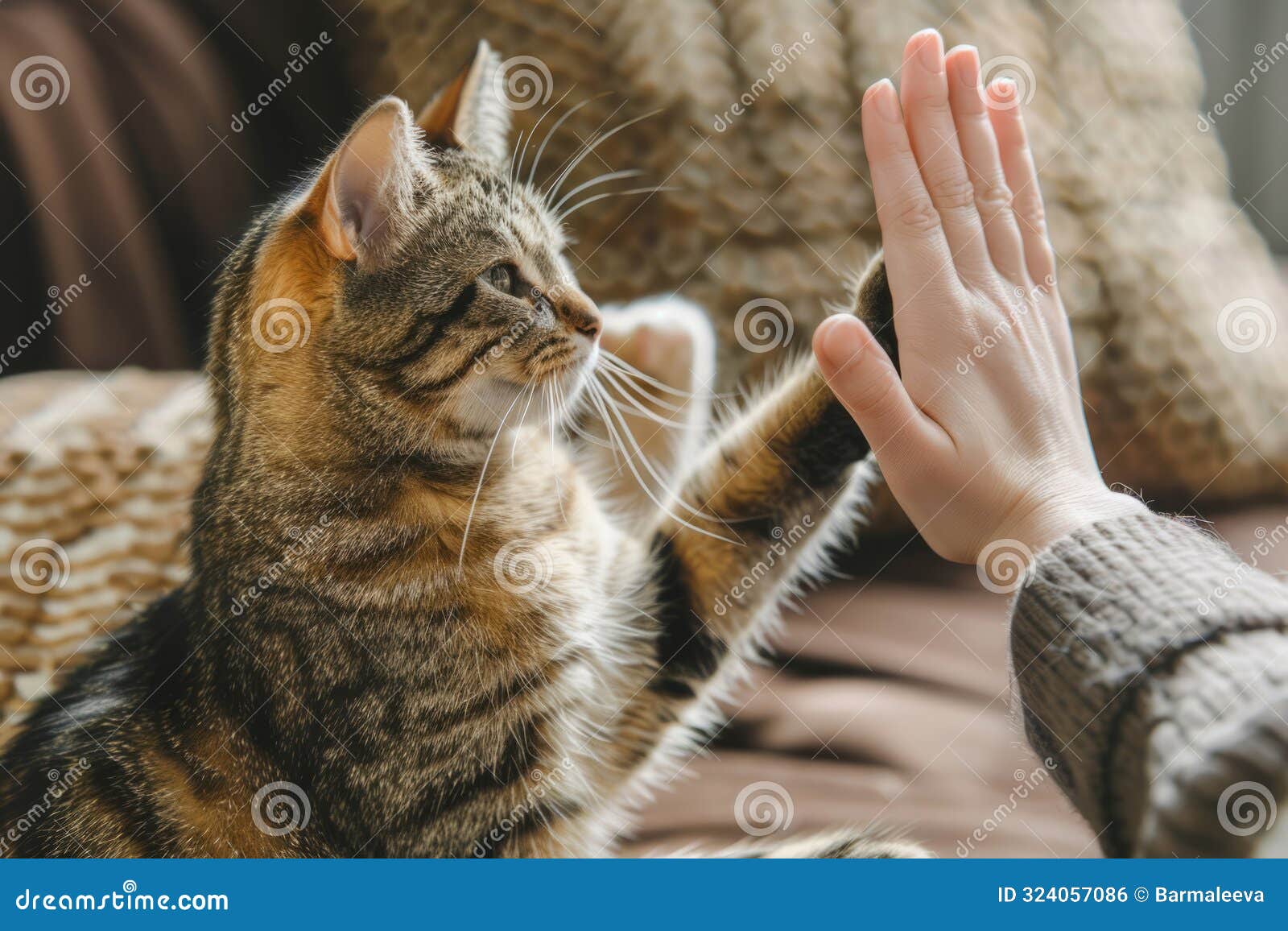 Cute Cat Giving High Five To Owners Hand Stock Photo - Image of animal ...