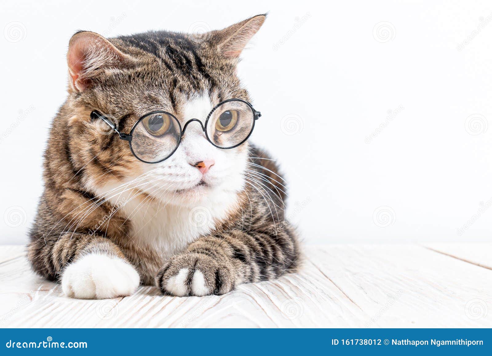 Cute cat with glasses stock photo. Image of read, pretty - 161738012