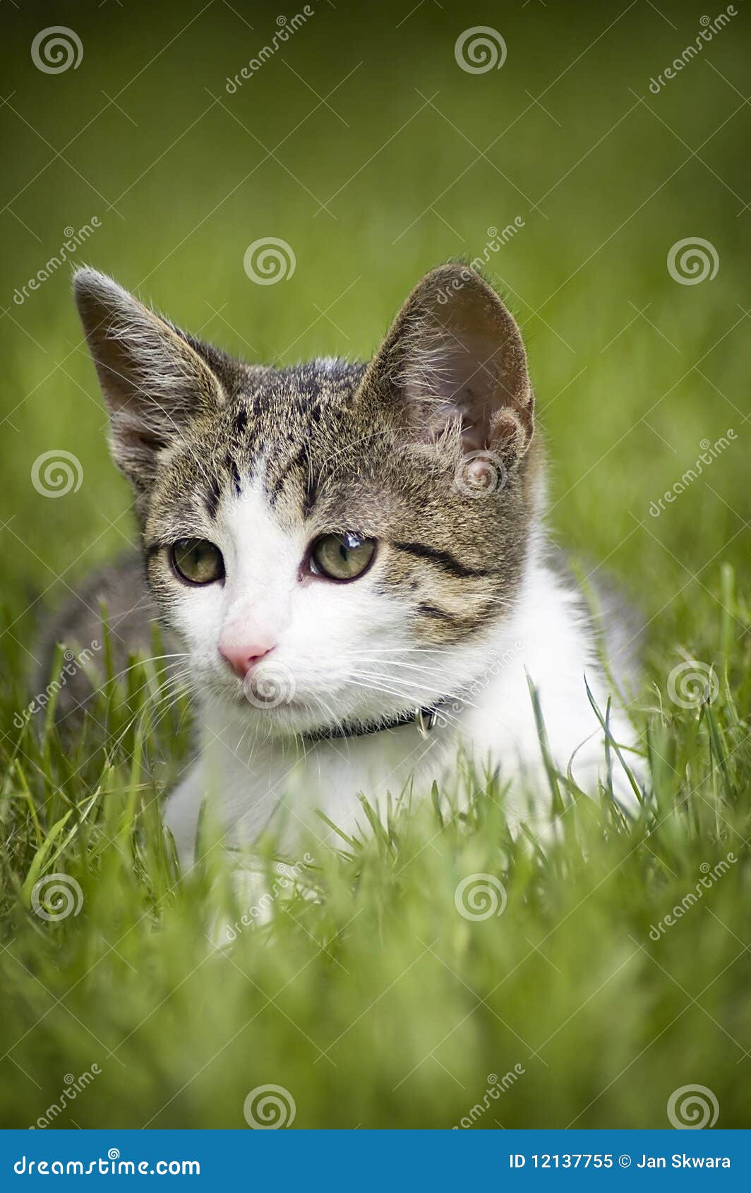 Cute cat in the grass stock image. Image of eyes, baby - 12137755