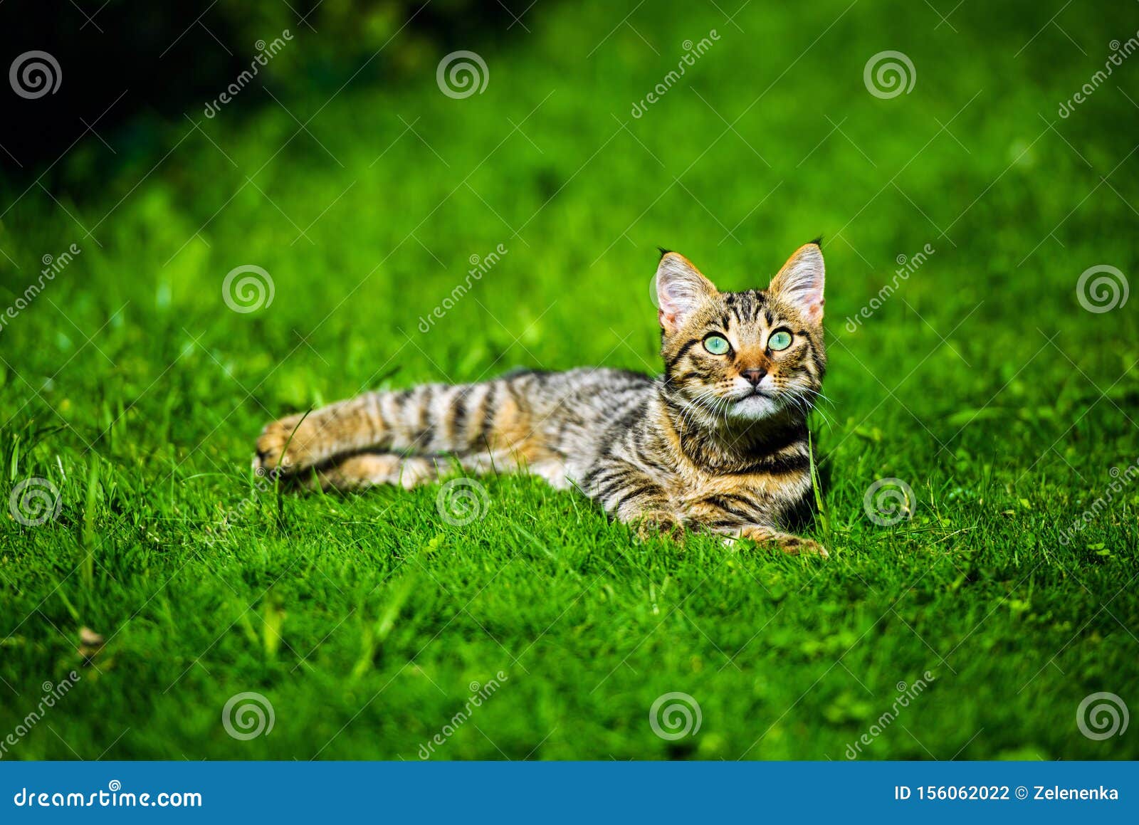 Cute cat on green grass stock photo. Image of furry - 156062022