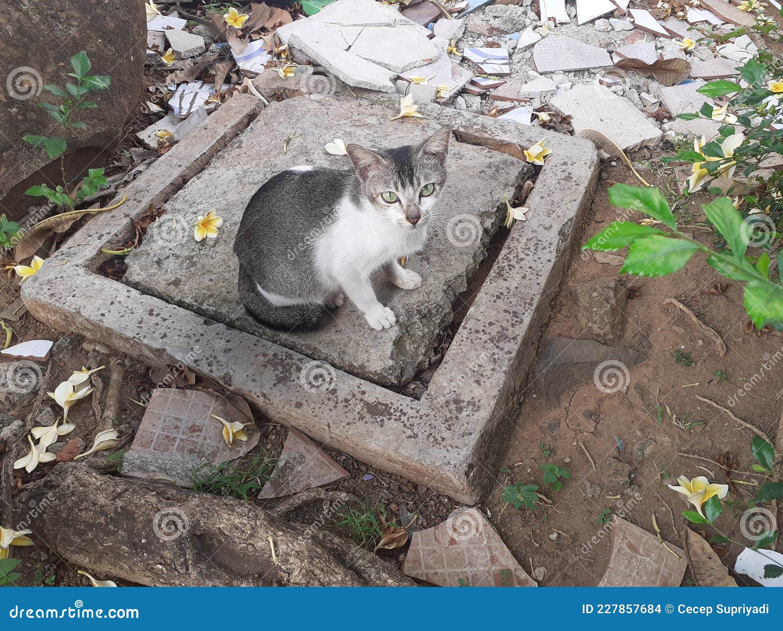 CUTE CAT on the GROUND stock photo. Image of whiskers - 227857684