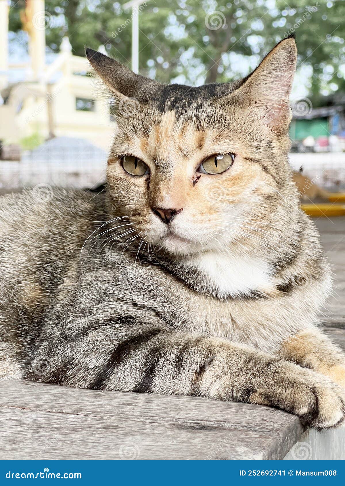 Cute cat on the ground stock image. Image of face, domestic - 252692741