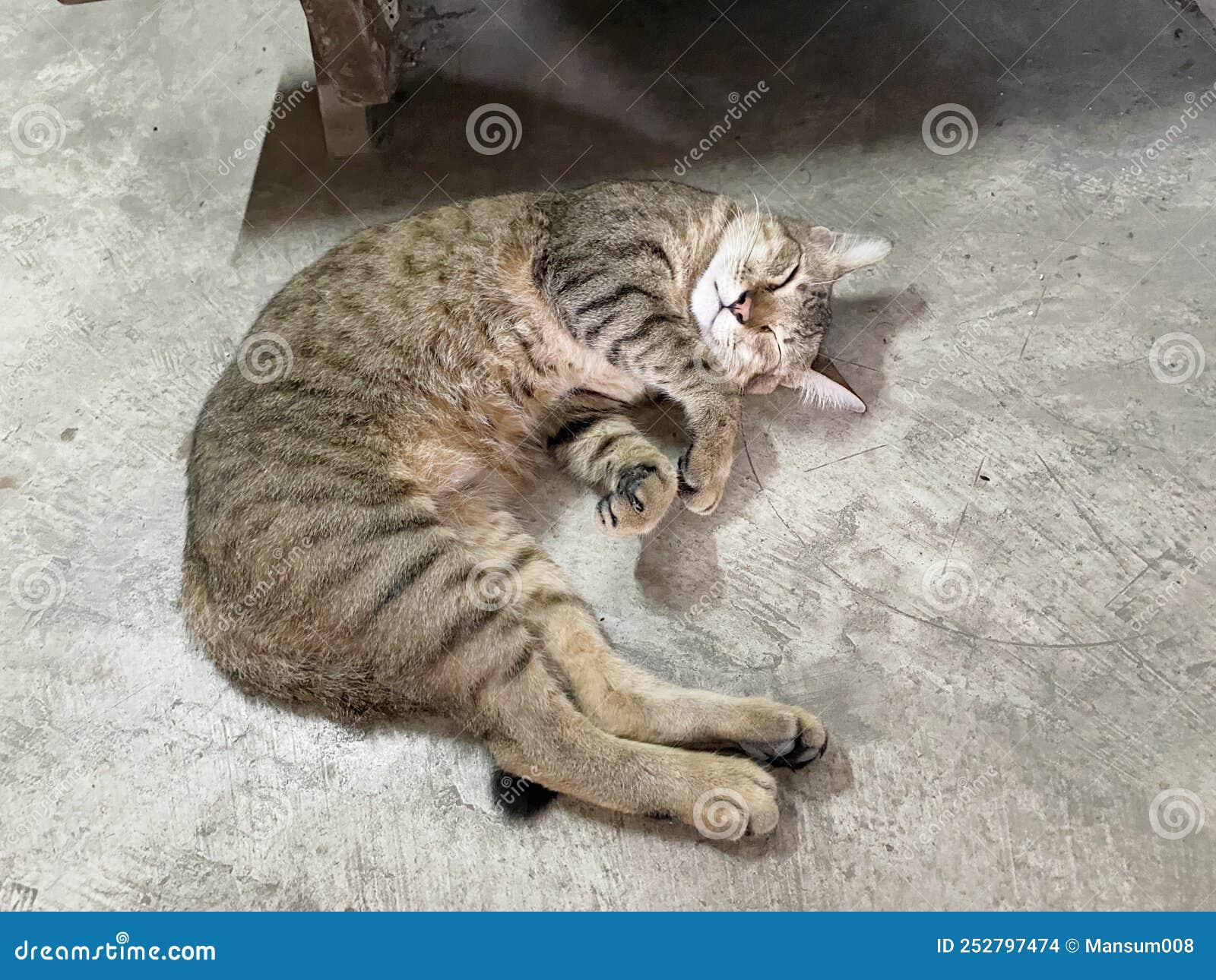 Cute cat on the ground stock photo. Image of outdoor - 252797474