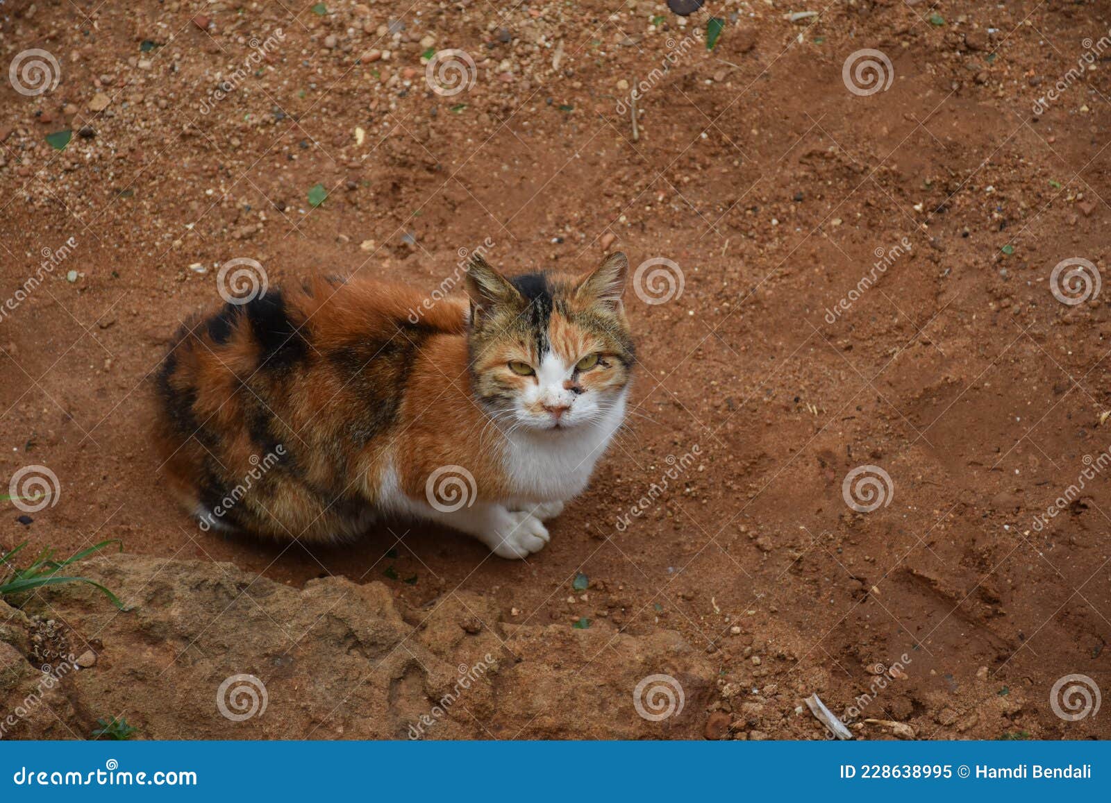 A cute cat on the ground stock image. Image of white - 228638995