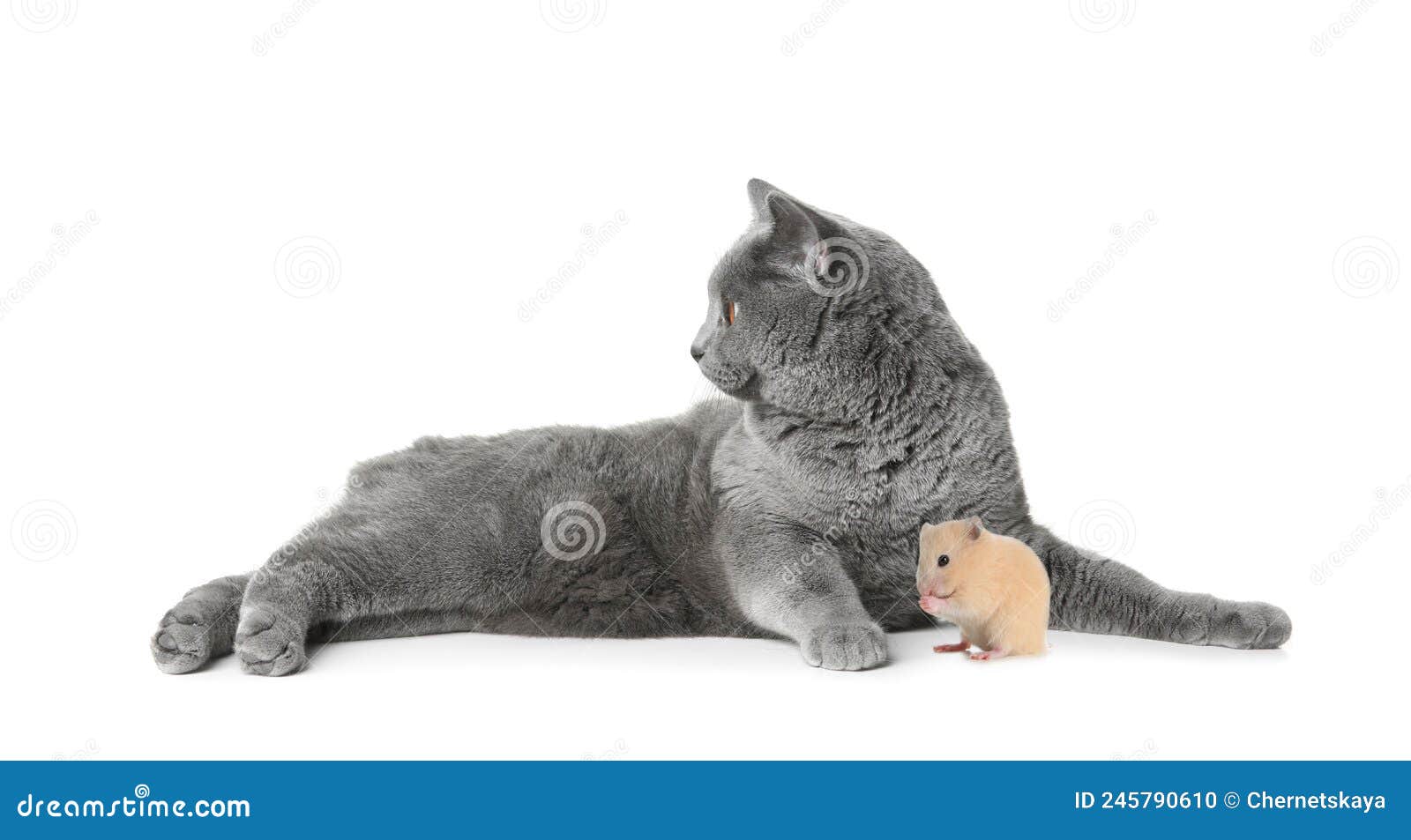 Cute Cat and Hamster on White Background Stock Photo - Image of hamster ...