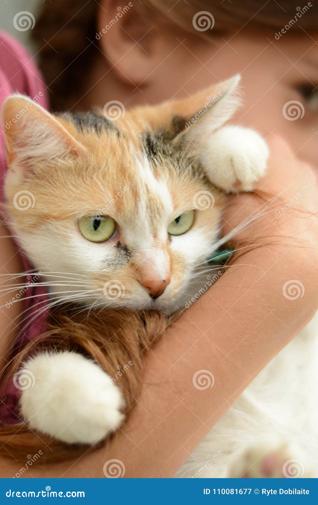 Cute cat on hands stock image. Image of holding, animal - 110081677