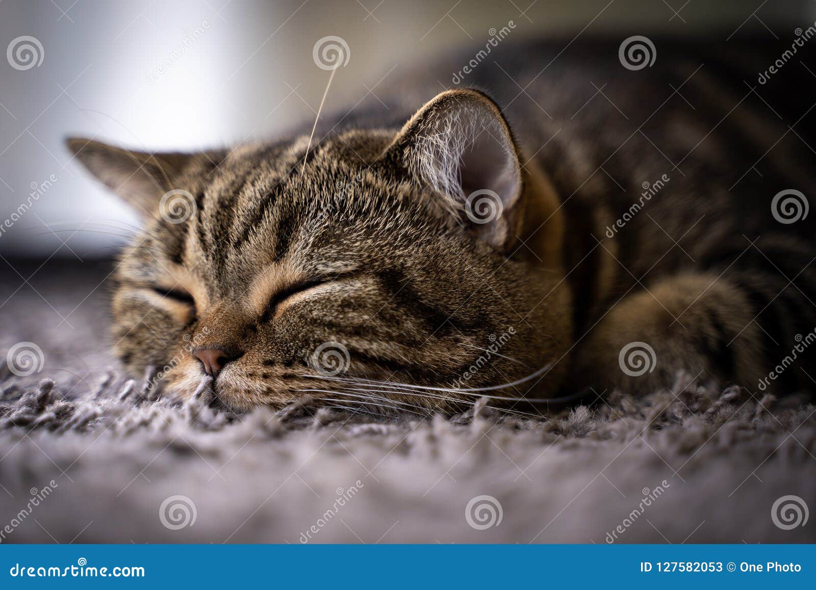 Cute Cat Happy Smile Pets Sleeping Stock Image - Image of funny ...