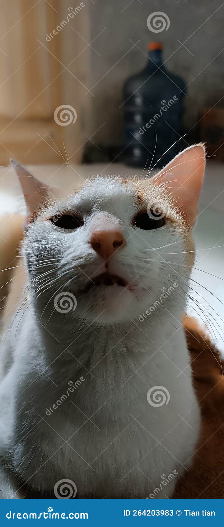 Cute Cat Hatch he is Very Greedy Stock Image - Image of organ ...