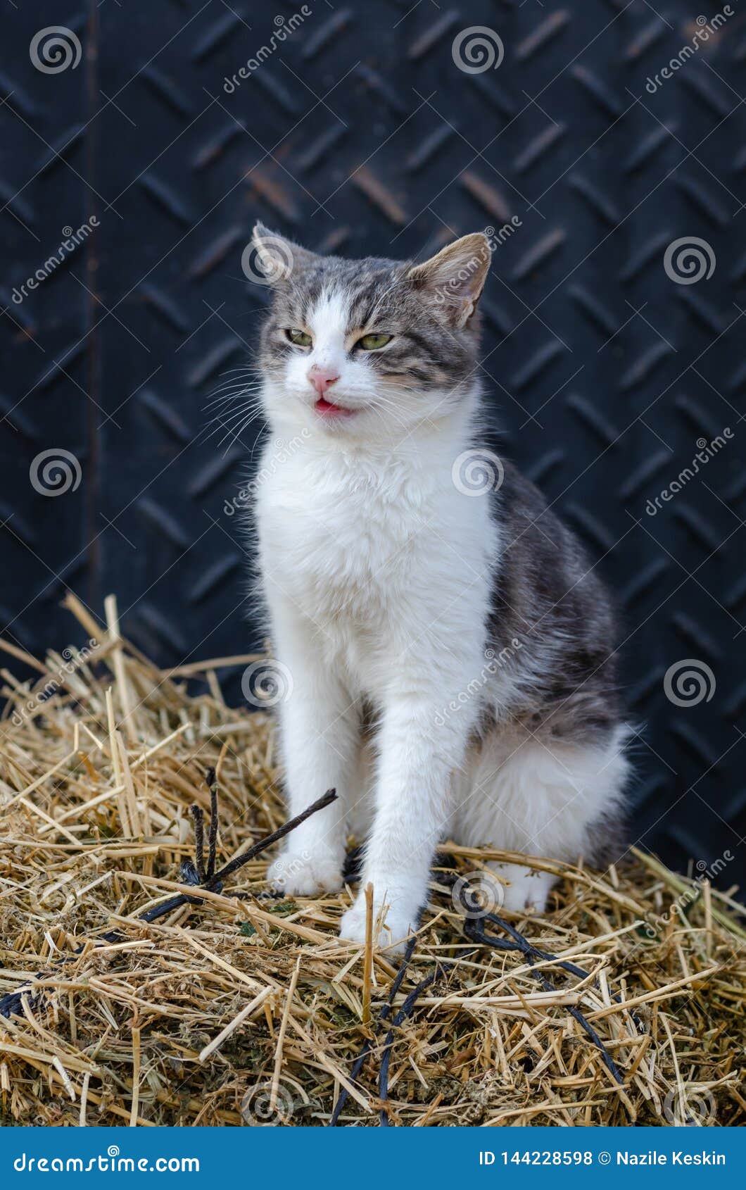 Cute cat on the haystack stock photo. Image of sweet - 144228598