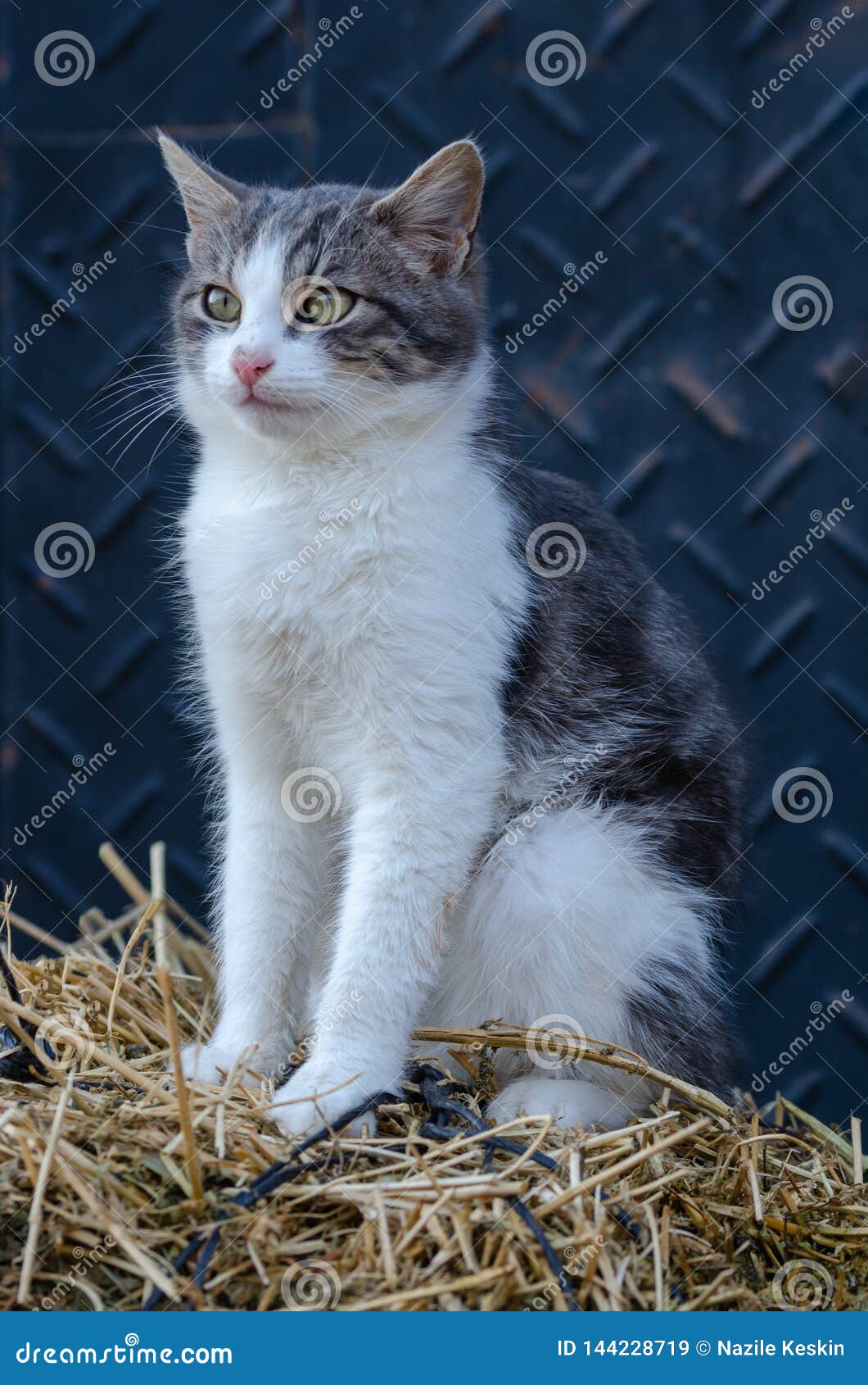 Cute cat on the haystack stock image. Image of gray - 144228719