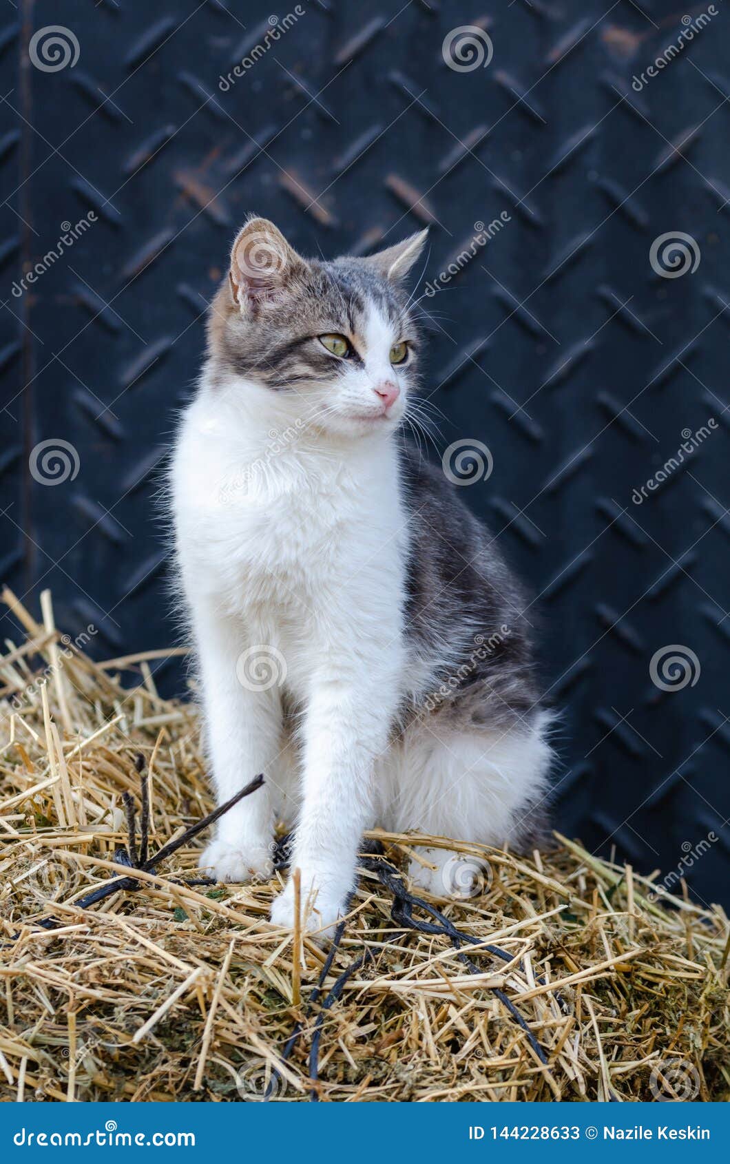 Cute cat on the haystack stock image. Image of sitting - 144228633