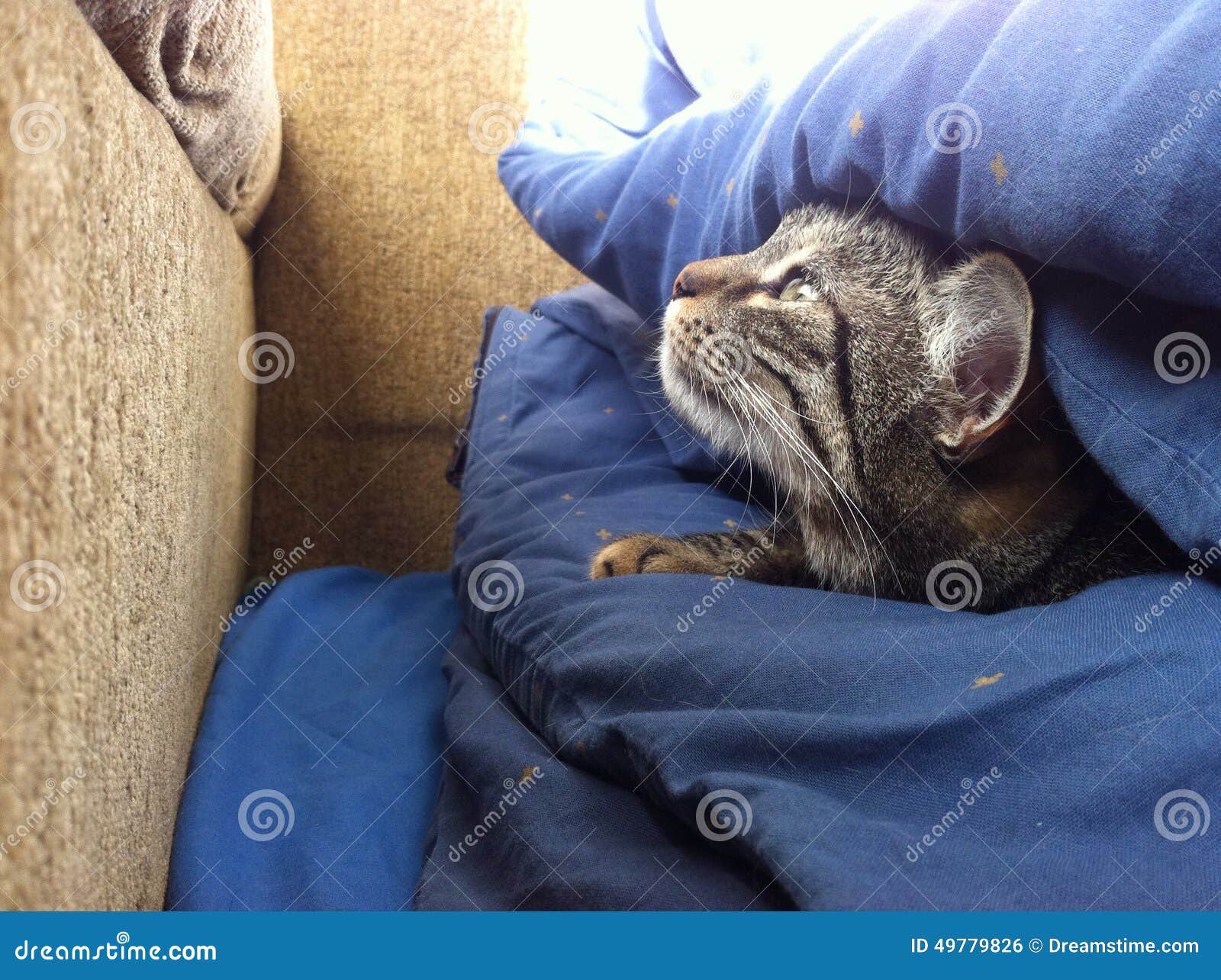Cute cat hiding in bed stock photo. Image of green, eyes - 49779826